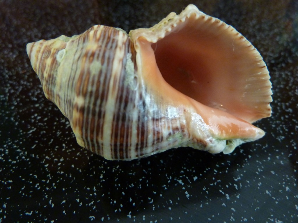 Oh What a Beautiful Boating Day | I Love Shelling