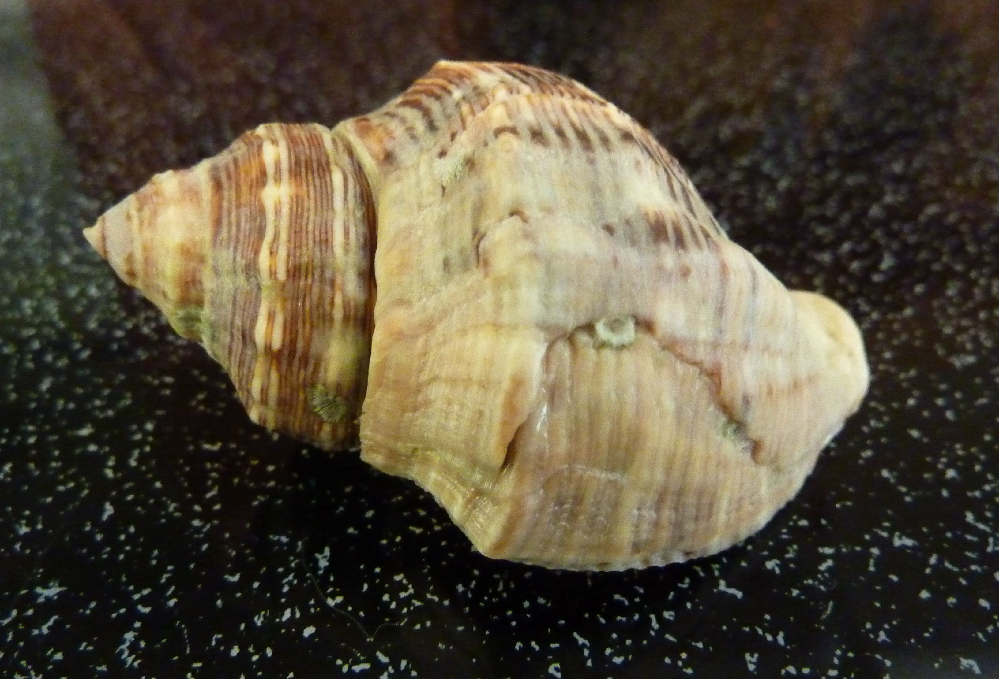 Oh What a Beautiful Boating Day | I Love Shelling