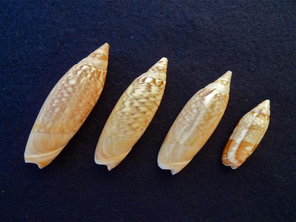 Nautilus Shell Found | I Love Shelling