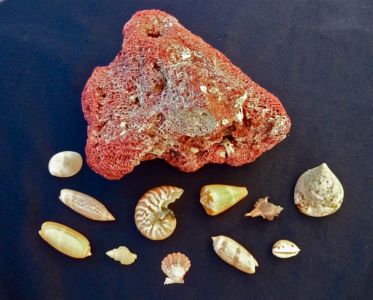 Nautilus Shell Found | I Love Shelling