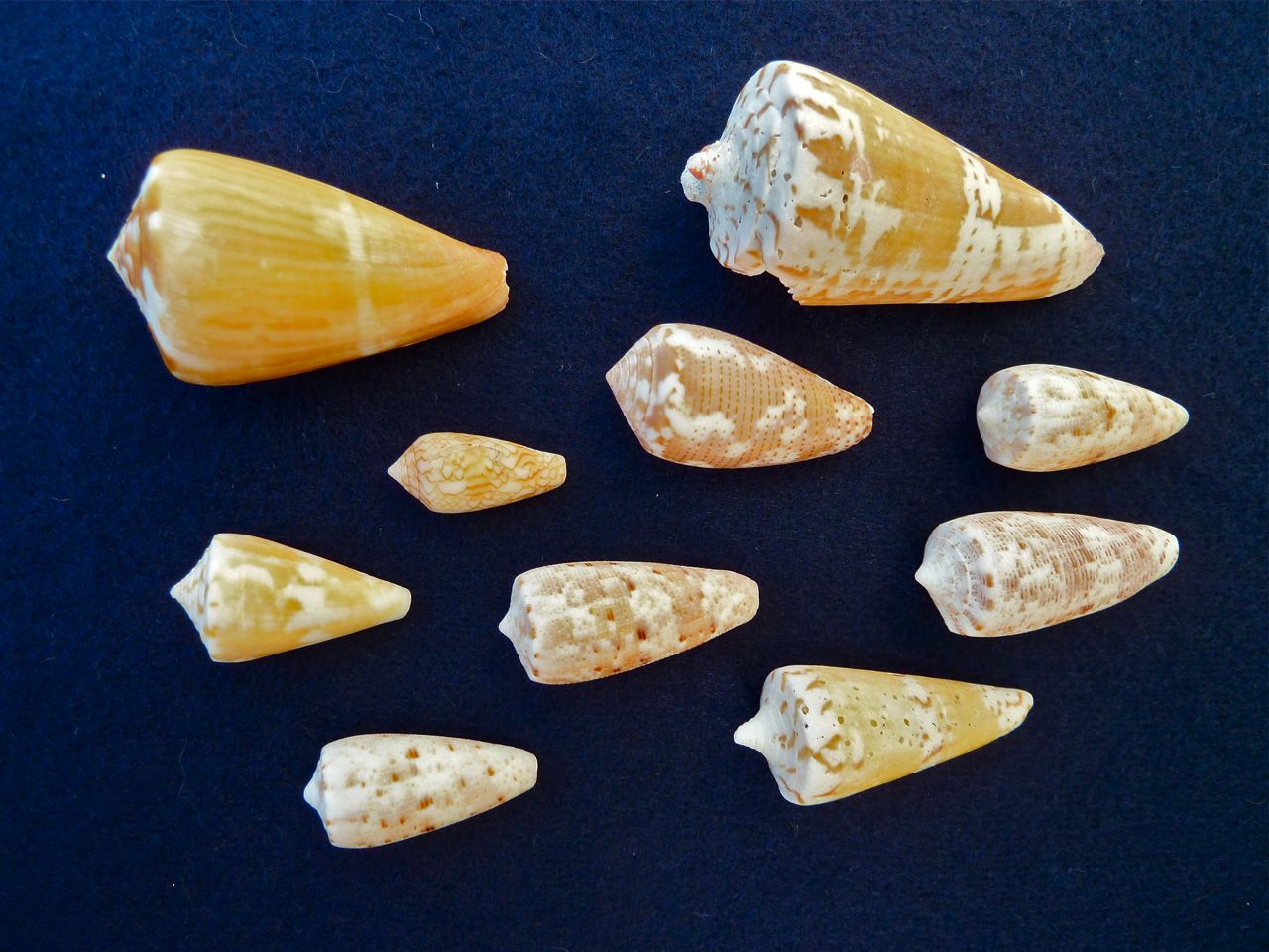 Nautilus Shell Found | I Love Shelling