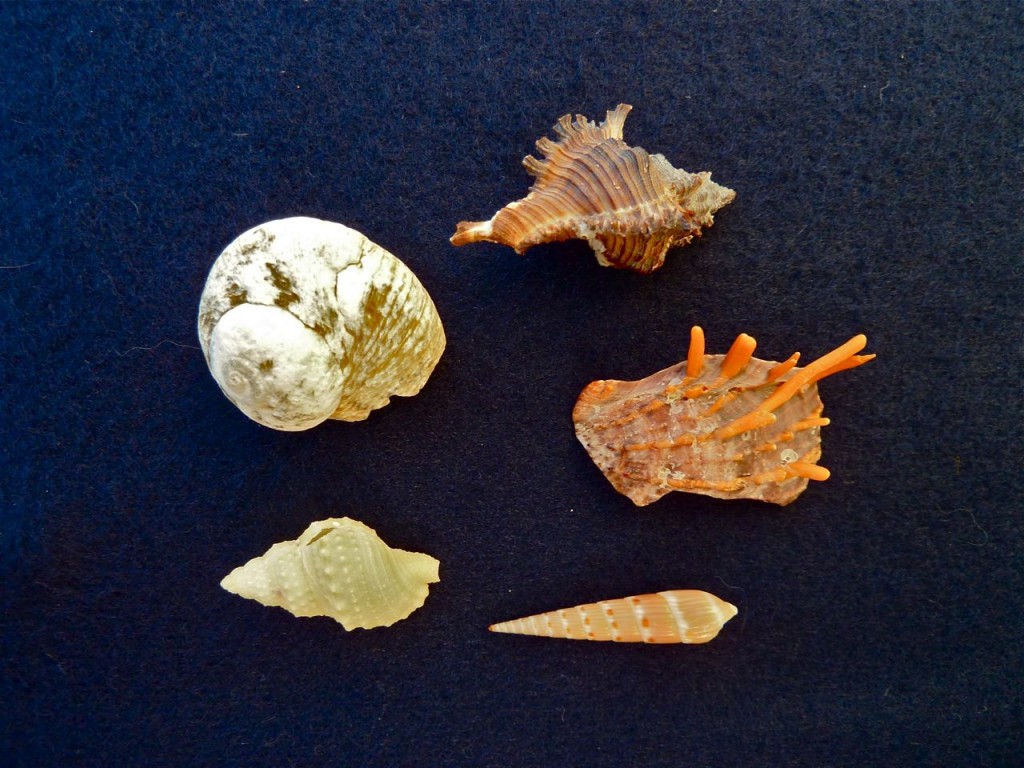 Nautilus Shell Found | I Love Shelling