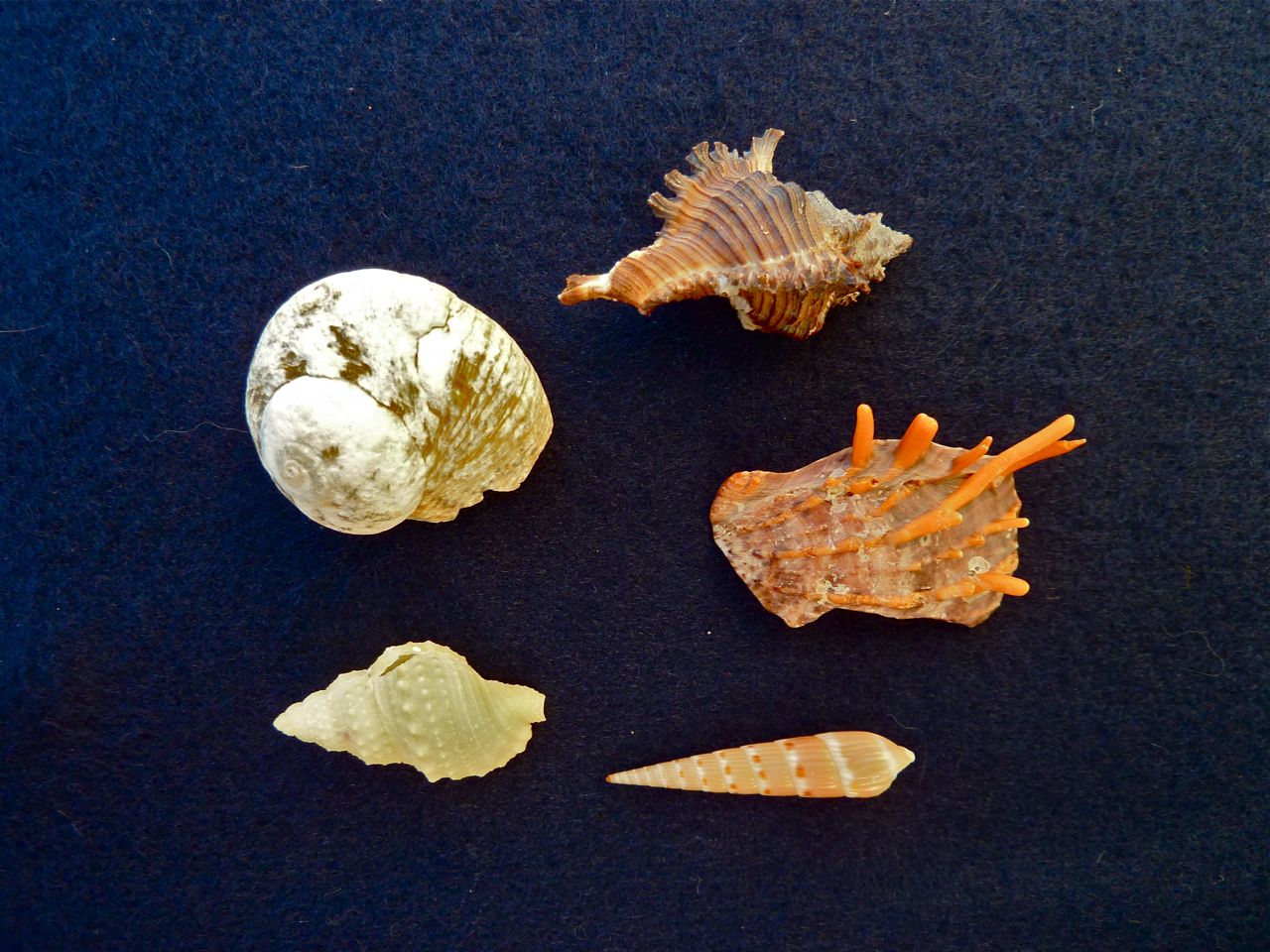 Nautilus Shell Found | I Love Shelling