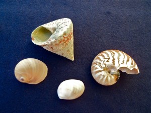 Bali Shells | i Love Shelling