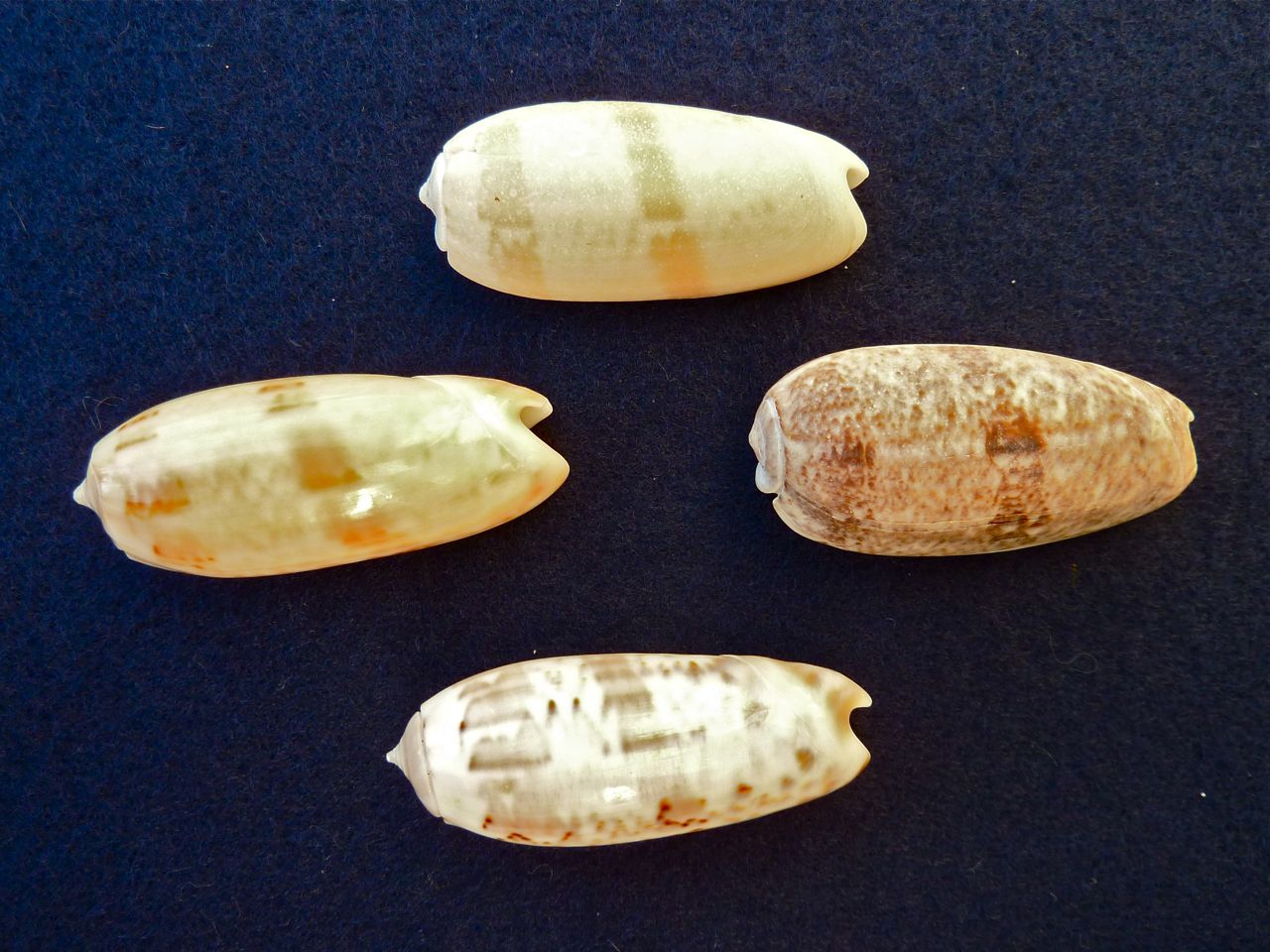 Nautilus Shell Found | I Love Shelling