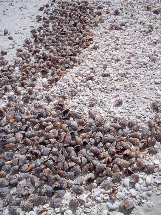 Conch Shell Invasion | I Love Shelling