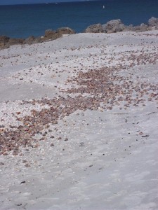 Conch Shell Invasion | I Love Shelling