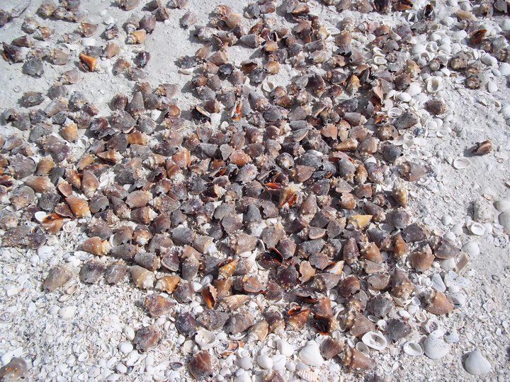 Conch Shell Invasion | I Love Shelling