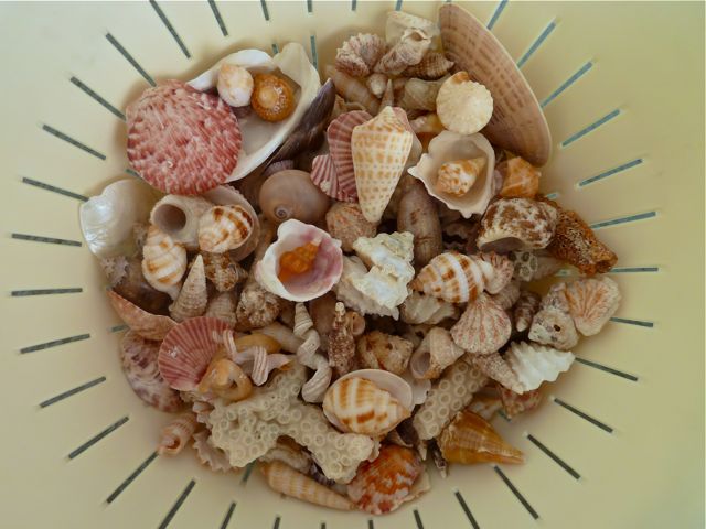 Carrier Shell Collecting Seashells | I Love Shelling