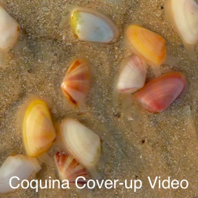 cocquina cover-up video | I Love Shelling