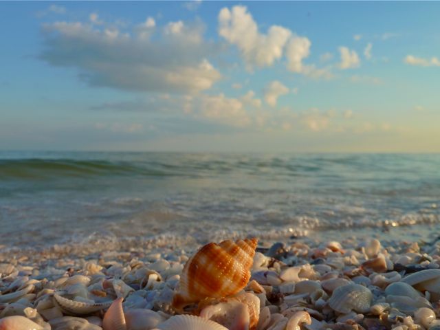 Stroll On Lighthouse Beach | I Love Shelling