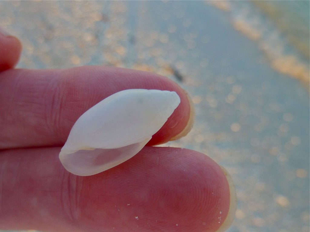 olivella perplexa seashell olivella perplexa seashell – I Love Shelling