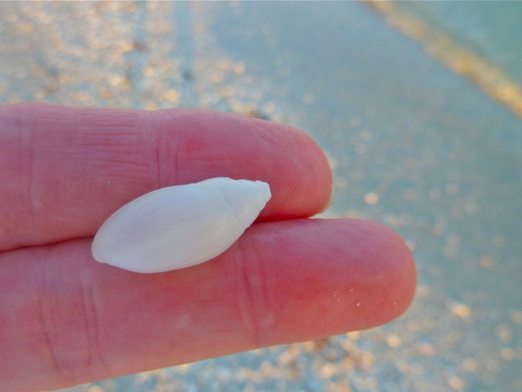 olivella perplexa shell olivella perplexa shell – I Love Shelling
