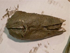 Angels On The Gulf Coast | i Love Shelling