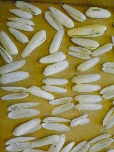 Angels On The Gulf Coast | I Love Shelling