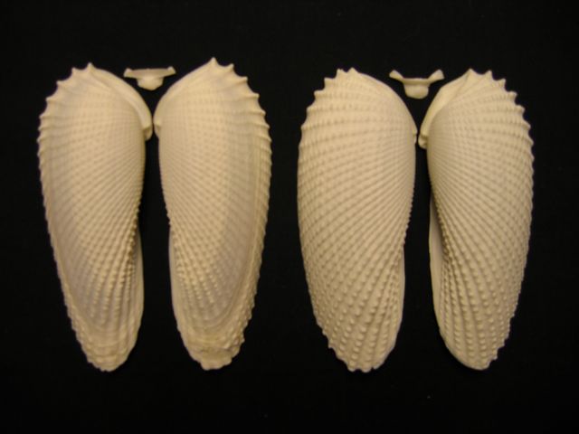 Angels On The Gulf Coast | I Love Shelling