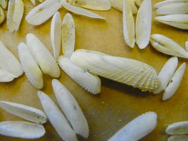 Angels On The Gulf Coast | I Love Shelling