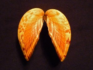 The Cockle Collection (Video) | I Love Shelling