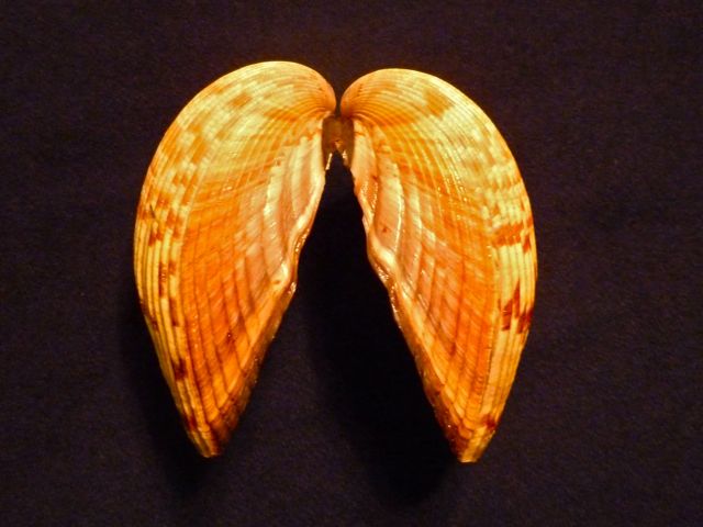 The Cockle Collection (Video) | I Love Shelling