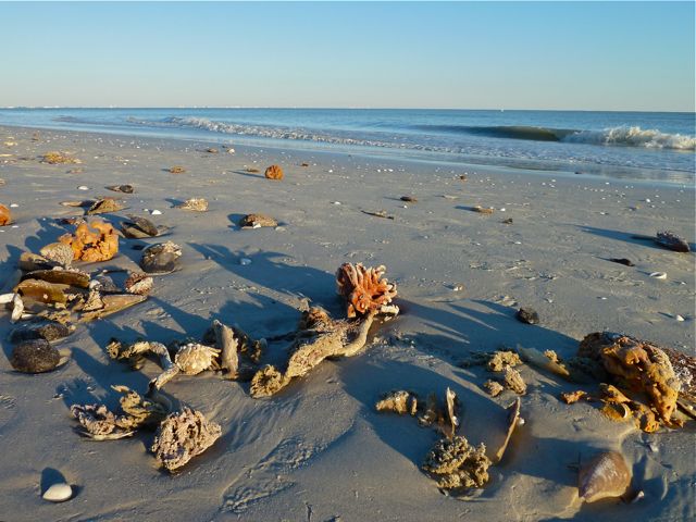 Beachcombing! | I Love Shelling