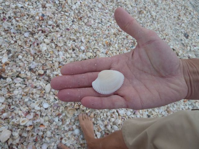 Bruce’s Cut Ribbed Arc shell Bruce's Cut Ribbed Arc shell – I Love Shelling