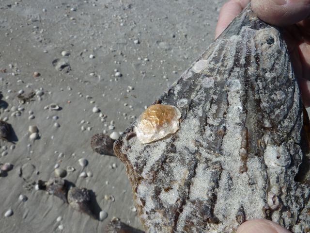 Beachcombing! | I Love Shelling