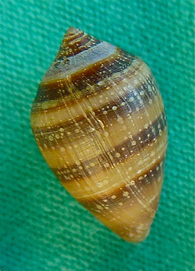 Eastern Melampus snail shell | I Love Shelling