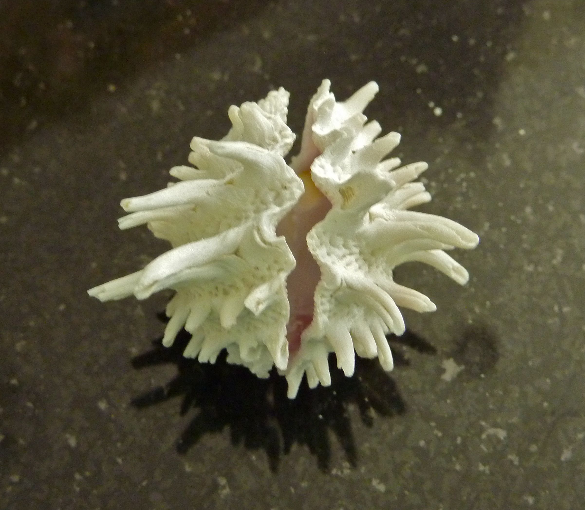 Jane’s double jewel box | I Love Shelling