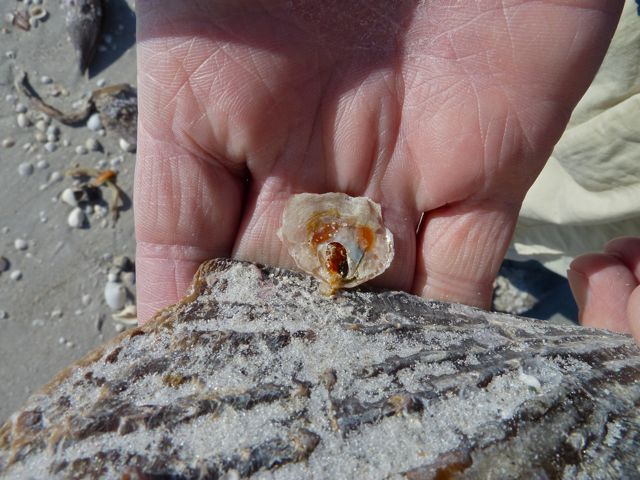 Beachcombing! | I Love Shelling