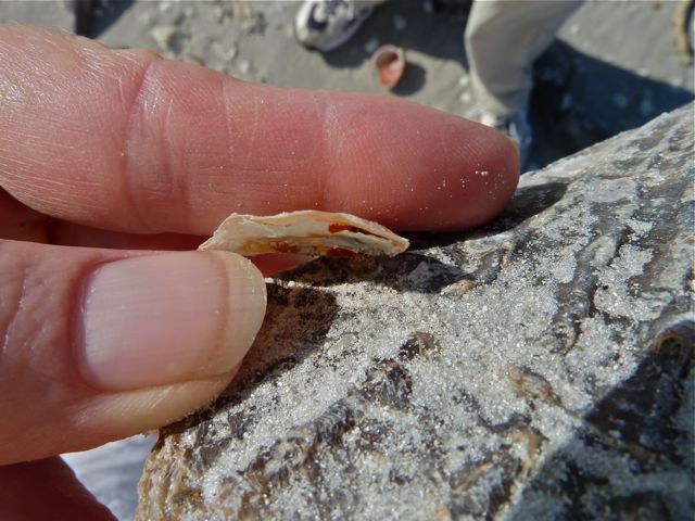 Beachcombing! | I Love Shelling