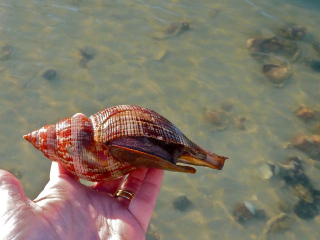 Shellicious Shelling | I Love Shelling