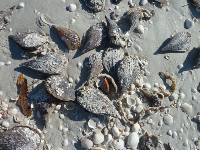Beachcombing! | I Love Shelling