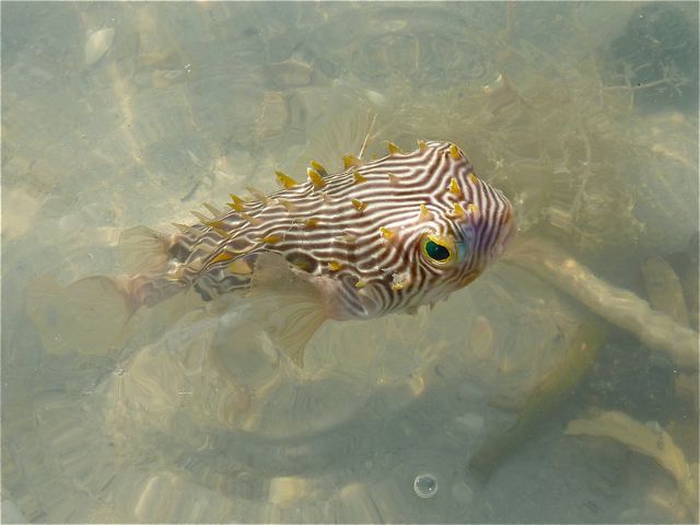 Shellicious Shelling | I Love Shelling