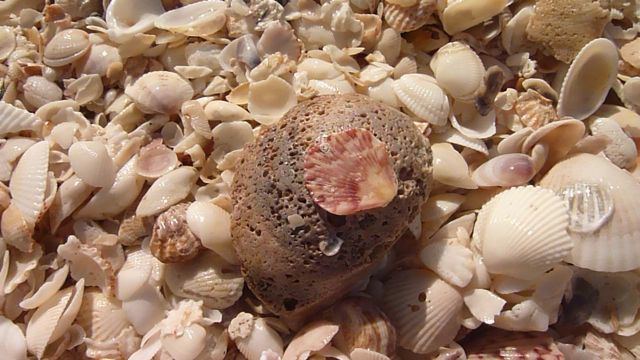 How To Drill Holes In Sea Shells | I Love Shelling