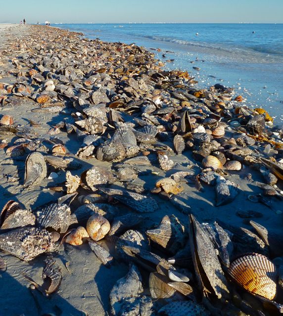 Beached Seashells, Starfish and Crabs | I Love Shelling