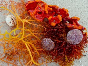 Brilliant Colors Of The Sea | I Love Shelling