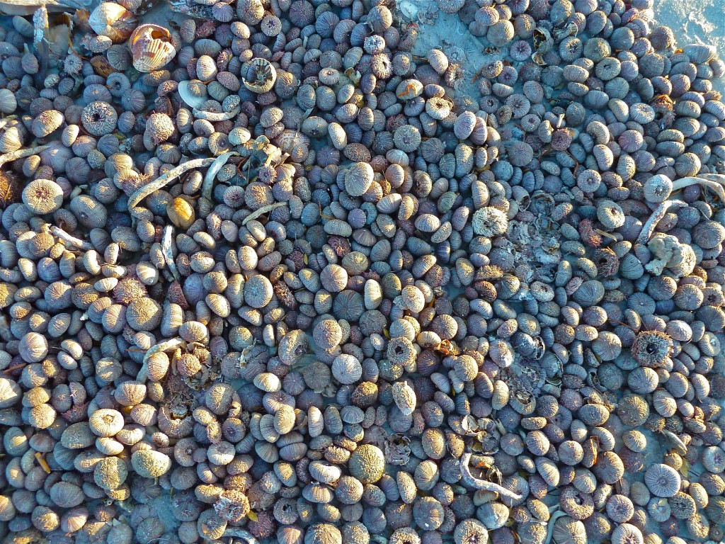 Sea Potato Heart Urchins | I Love Shelling