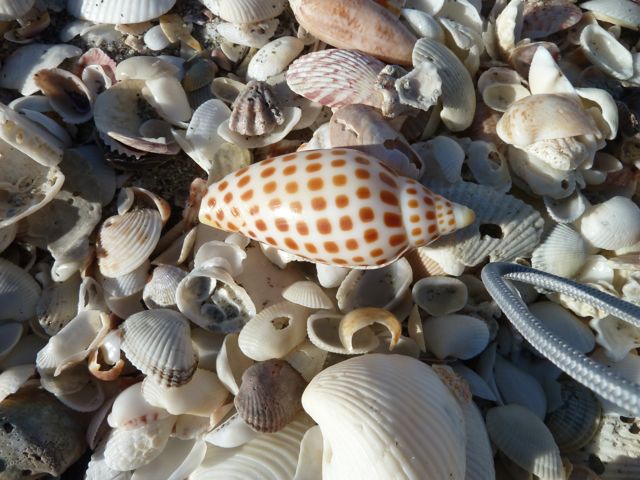 As The Seashells Turn | I Love Shelling