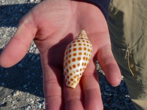 Shelling Night And Day | I Love Shelling