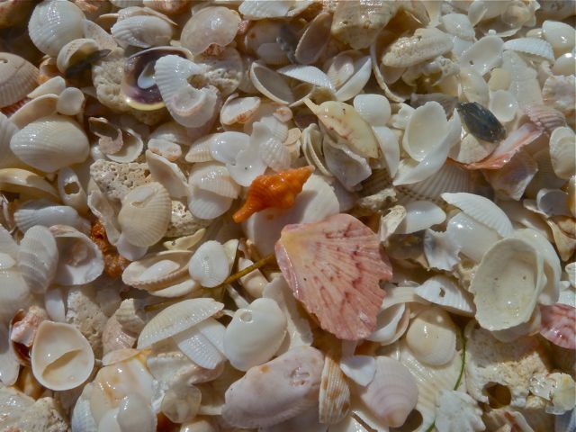 Let The Shelling Season Begin! | I Love Shelling