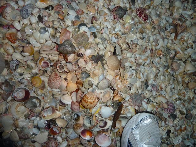 Shelling Night And Day | I Love Shelling