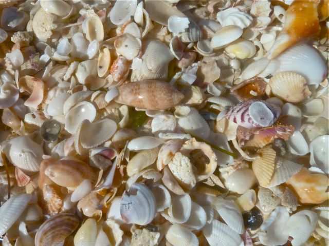 Let The Shelling Season Begin! | I Love Shelling