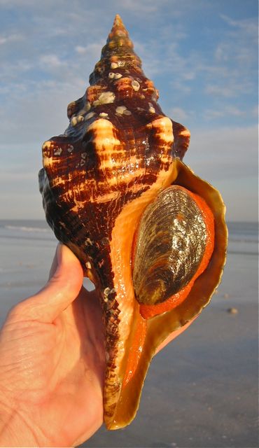 Brilliant Colors Of The Sea | I Love Shelling