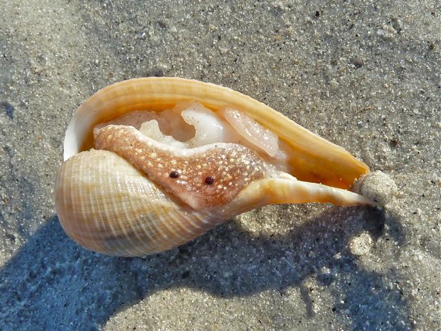 Brilliant Colors Of The Sea | I Love Shelling
