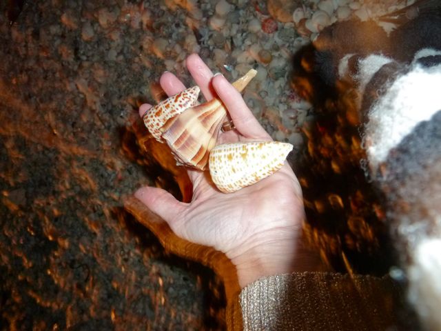 Shelling Night And Day | I Love Shelling