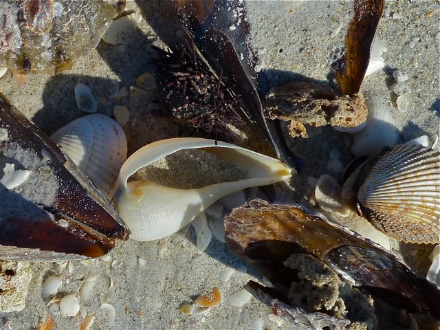 Brilliant Colors Of The Sea | I Love Shelling