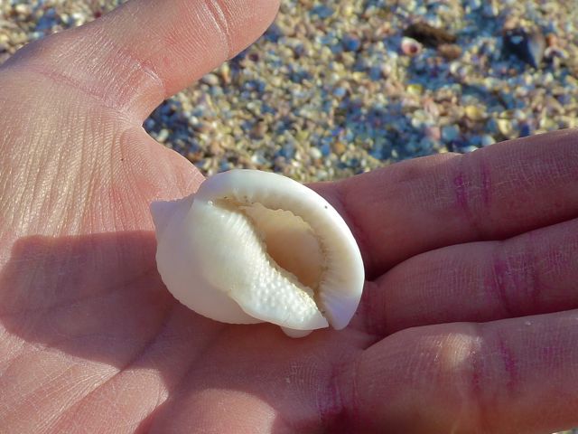 My Shelling Family | I Love Shelling