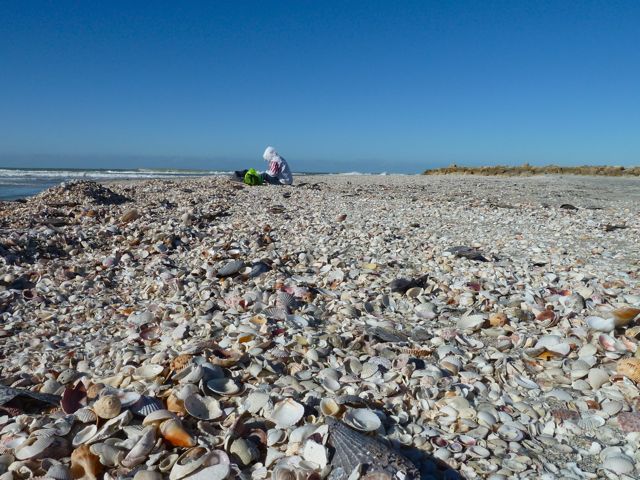 As The Seashells Turn | I Love Shelling