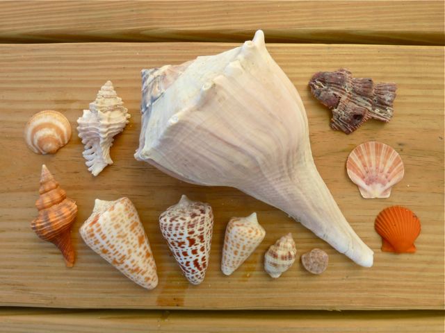 As The Seashells Turn | I Love Shelling