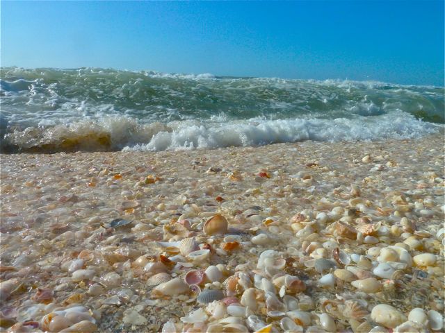 Let The Shelling Season Begin! | I Love Shelling